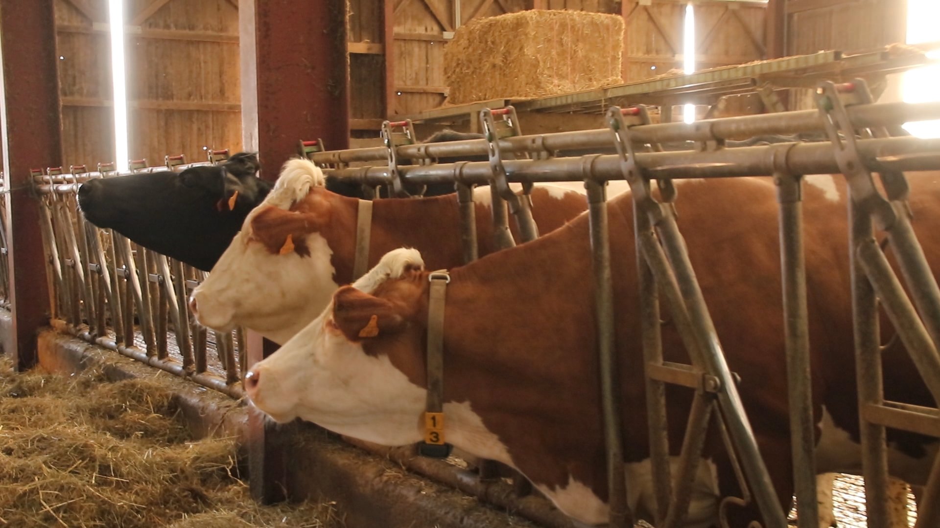 ferme gerome mathieu 2025-05-1412